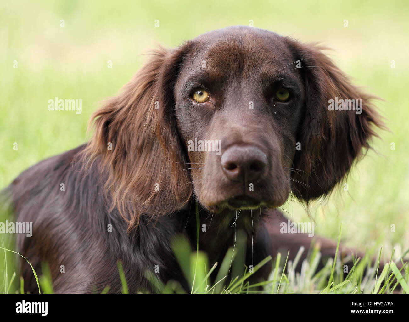 A dog look Stock Photo - Alamy