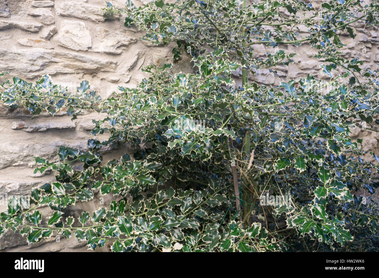 Beautiful nature of the forests in Italy with rare plants and a lot of ...