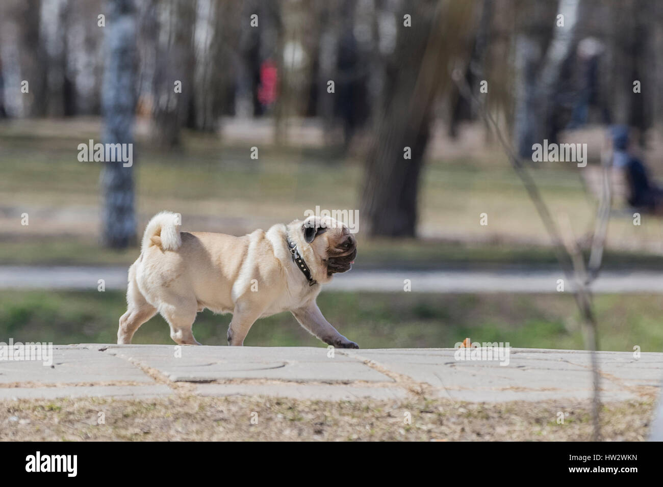 Running pug dog Stock Photo - Alamy