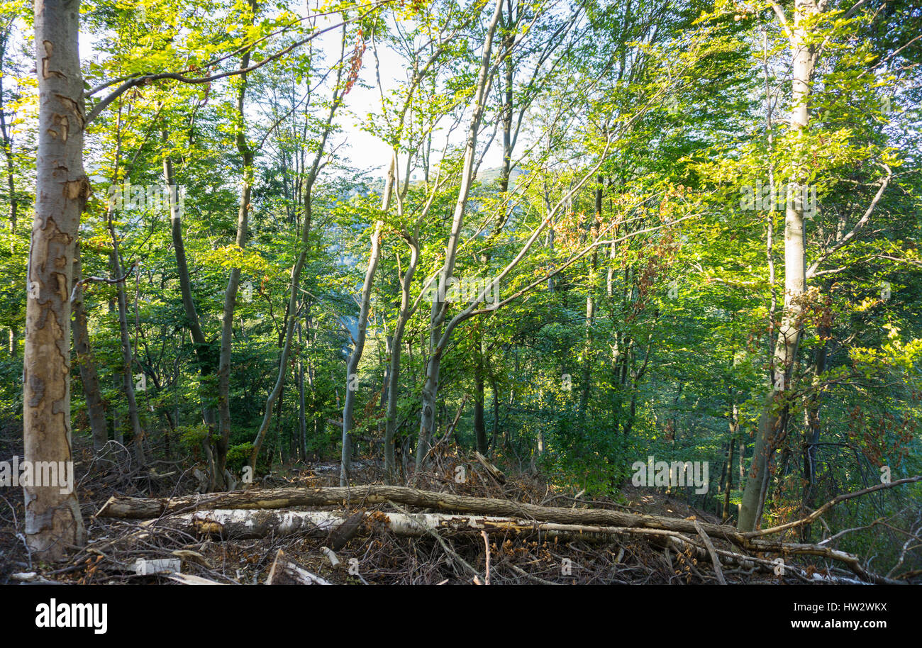Beautiful nature of the forests in Italy with rare plants and a lot of ...