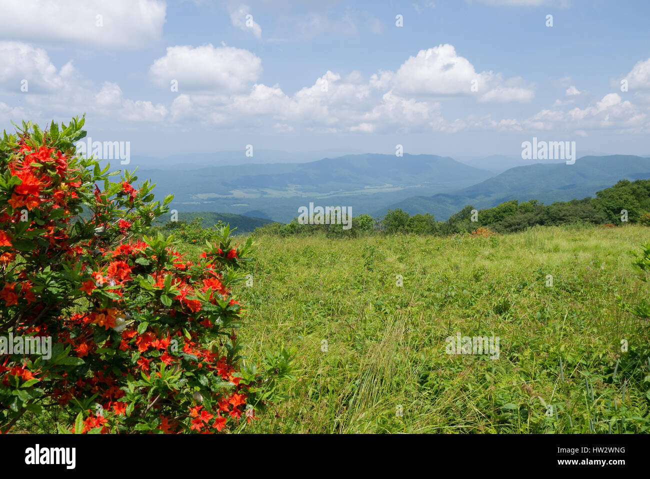 Beautiful Flame Azaleas blooming on Gregory Bald in The Great Smoky ...