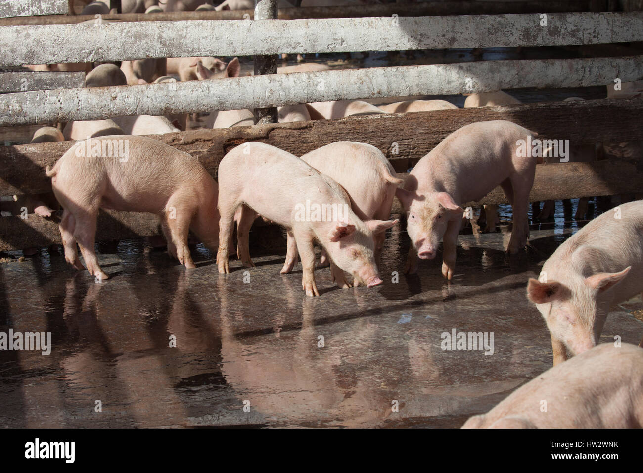 A group of young domestic pigs at a farm in Cuba Stock Photo - Alamy