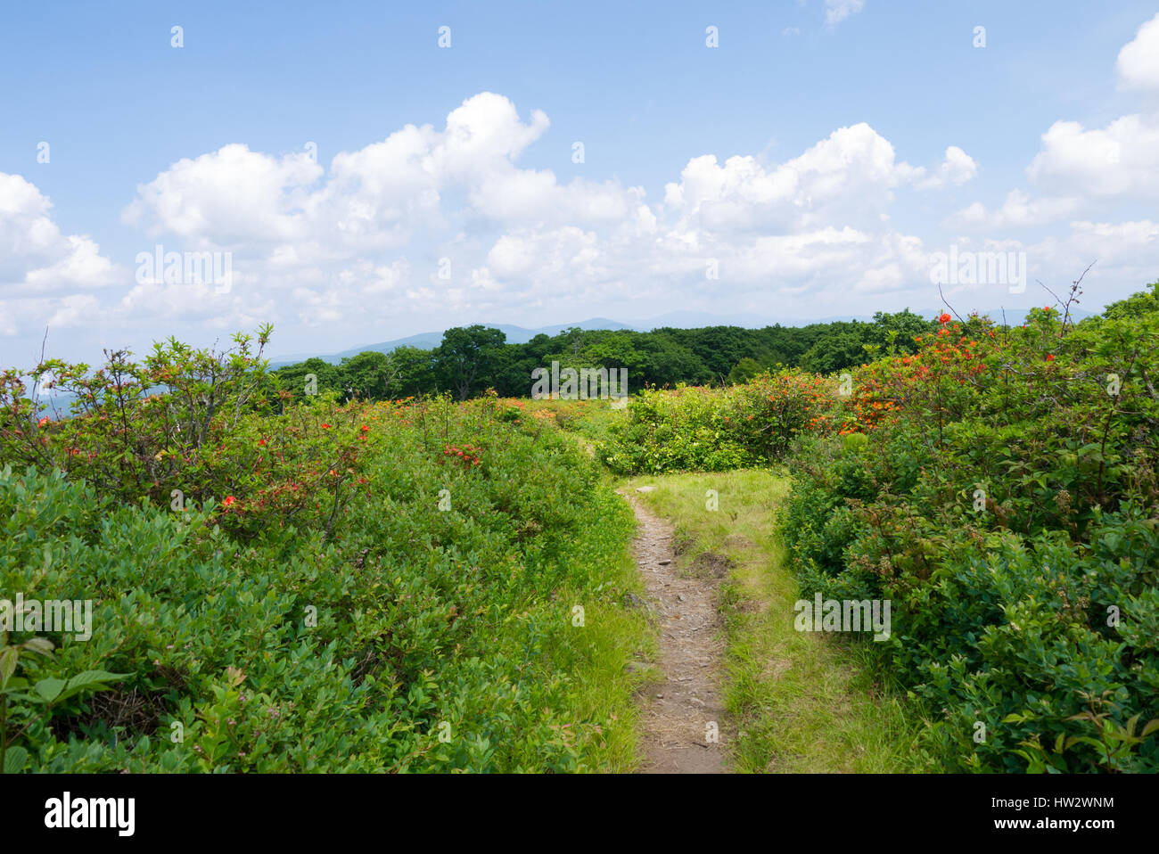 Beautiful Flame Azaleas blooming on Gregory Bald in The Great Smoky ...