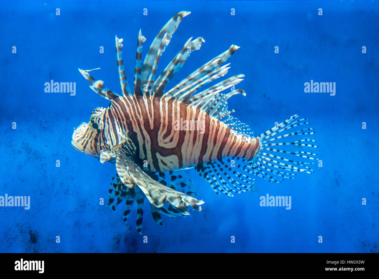 Lion and fish hi-res stock photography and images - Alamy