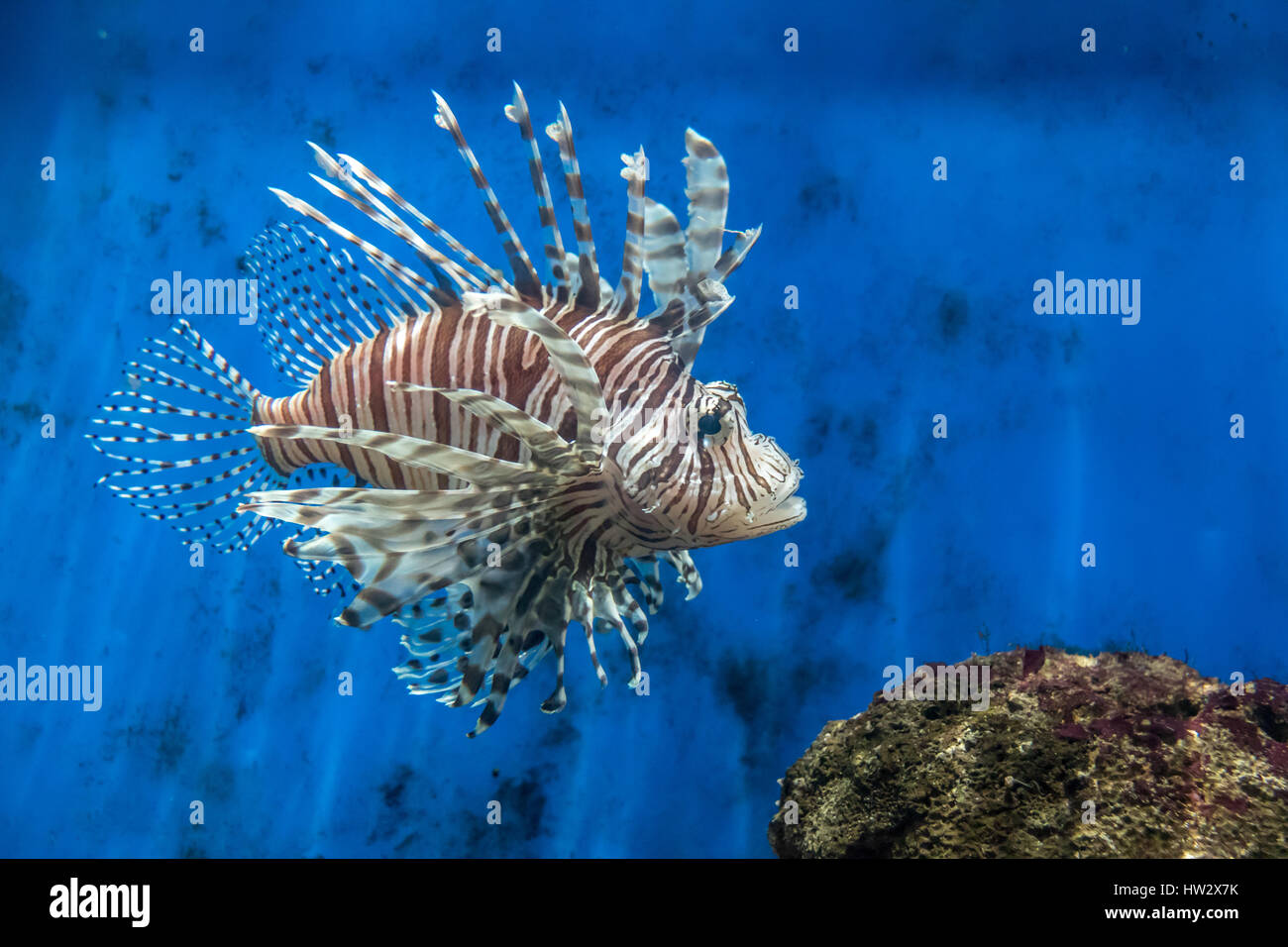 Lionfish hi-res stock photography and images - Alamy