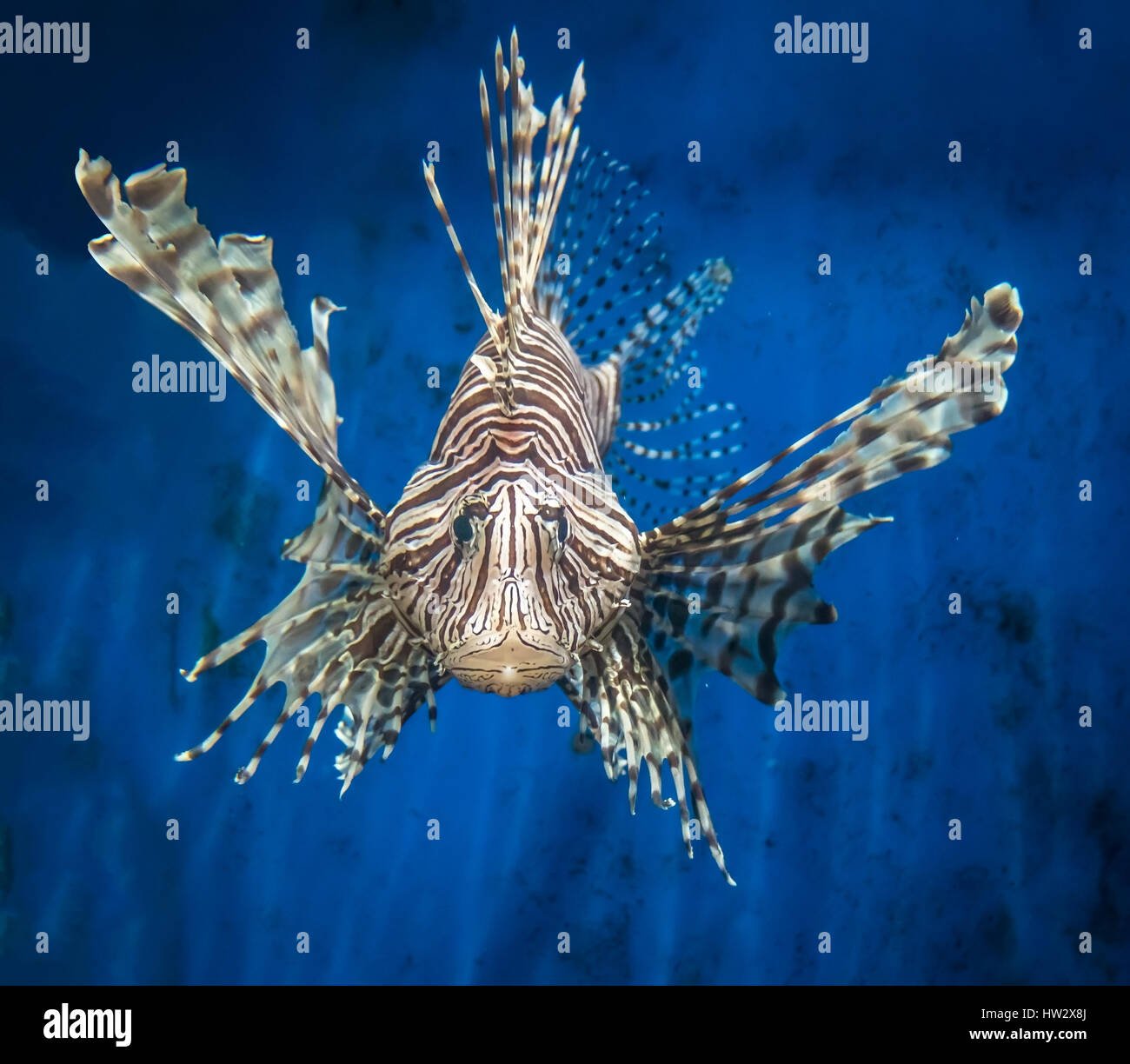 Lionfish Information