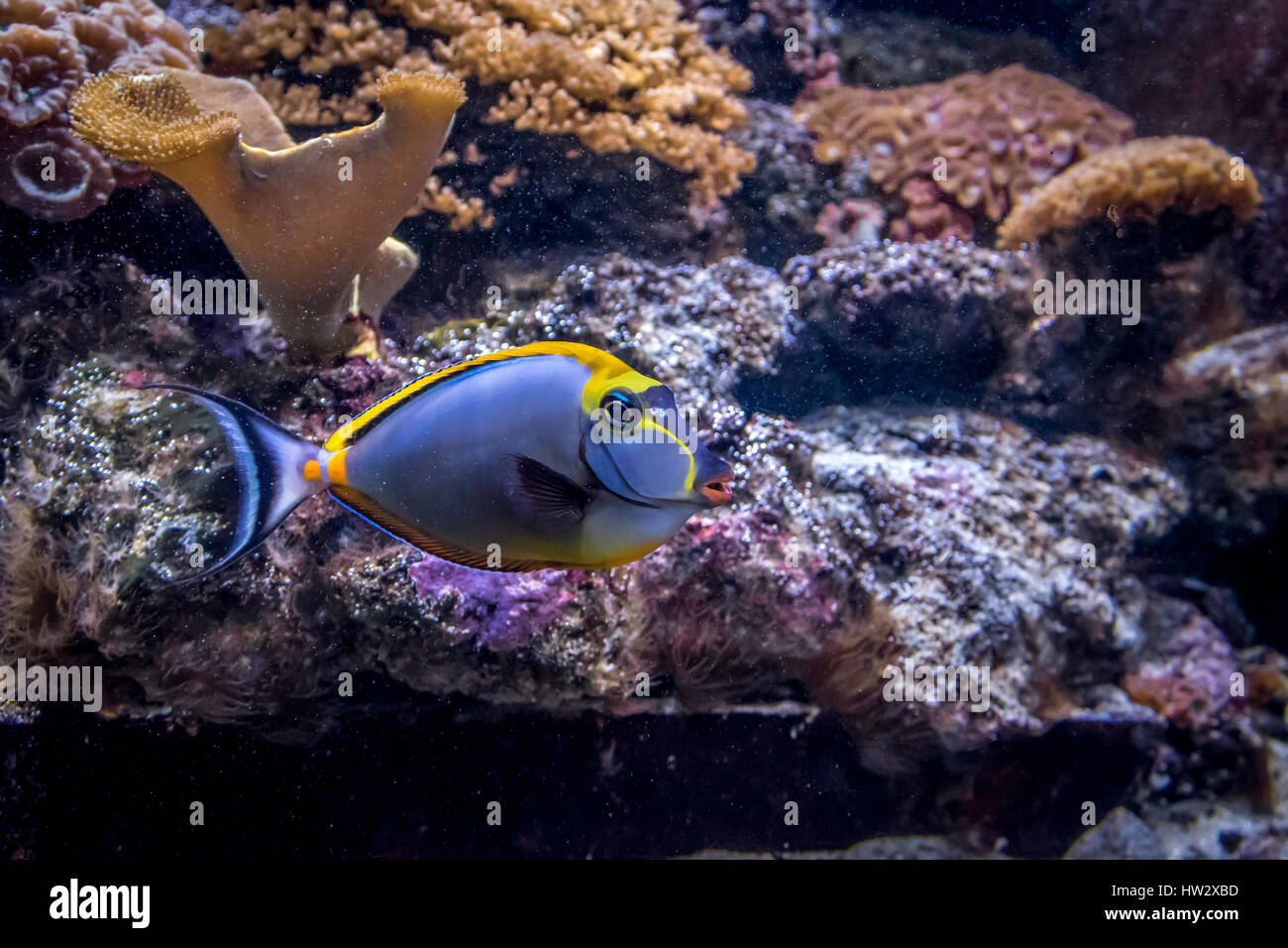 Tropical Fish Naso Tang (Naso lituratus Stock Photo - Alamy