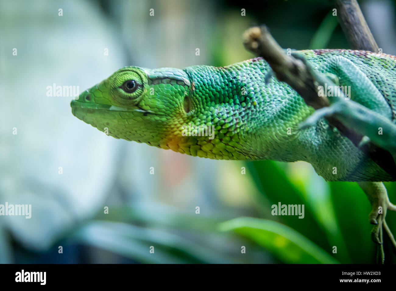 Green Lizard - Berthold's Bush Anole (Polychrus gutturosus Stock Photo ...