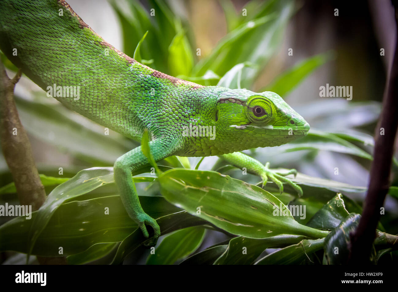 Green Lizard - Berthold's Bush Anole (Polychrus gutturosus Stock Photo ...