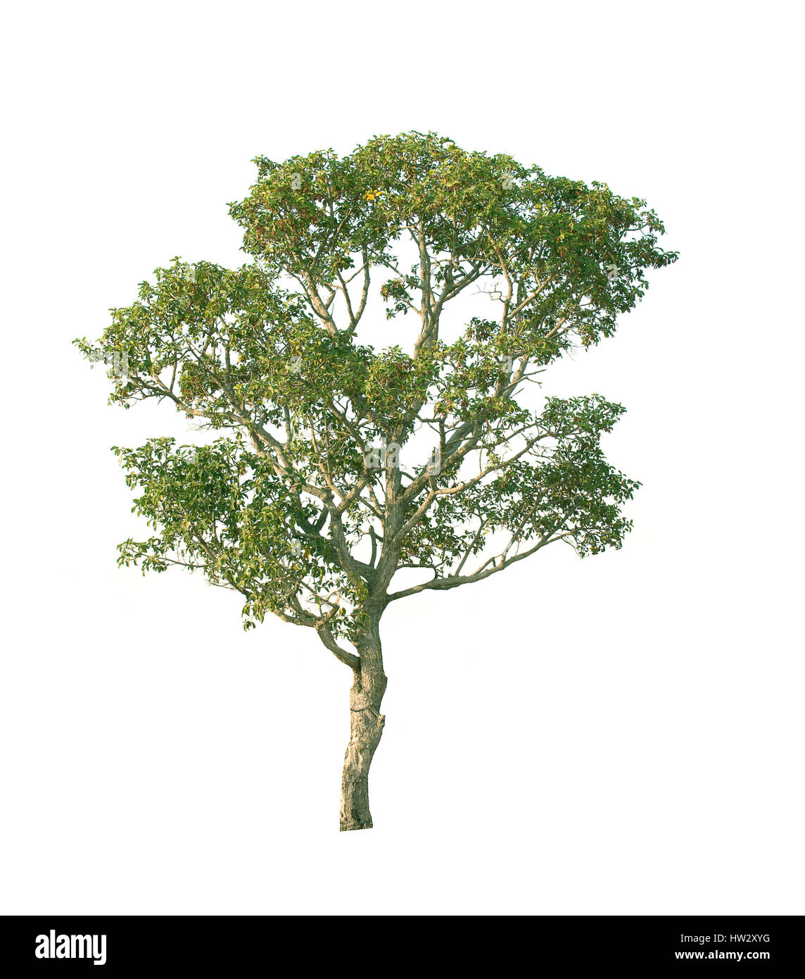 Tree on white background Stock Photo - Alamy