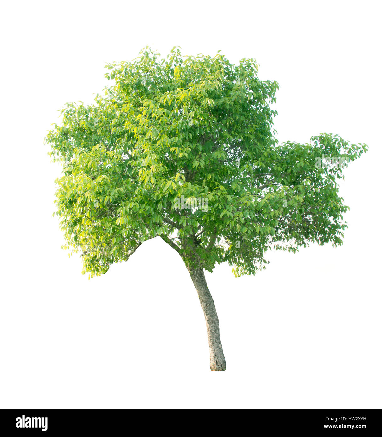Tree on white background Stock Photo - Alamy