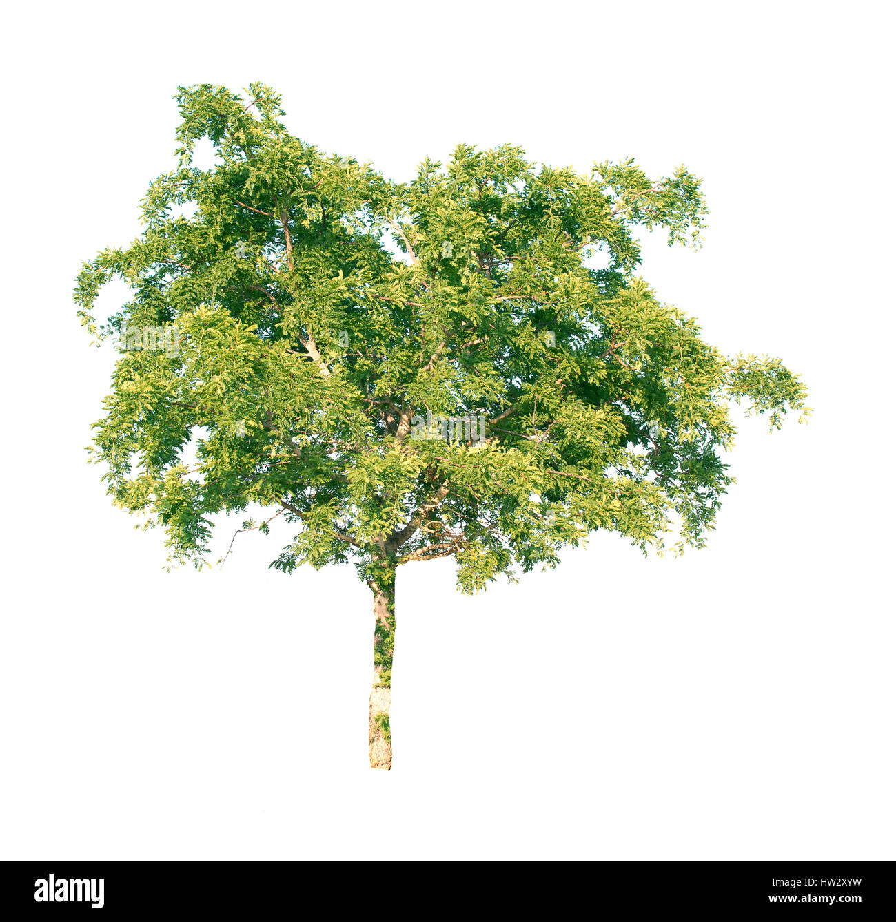 Tree on white background Stock Photo - Alamy