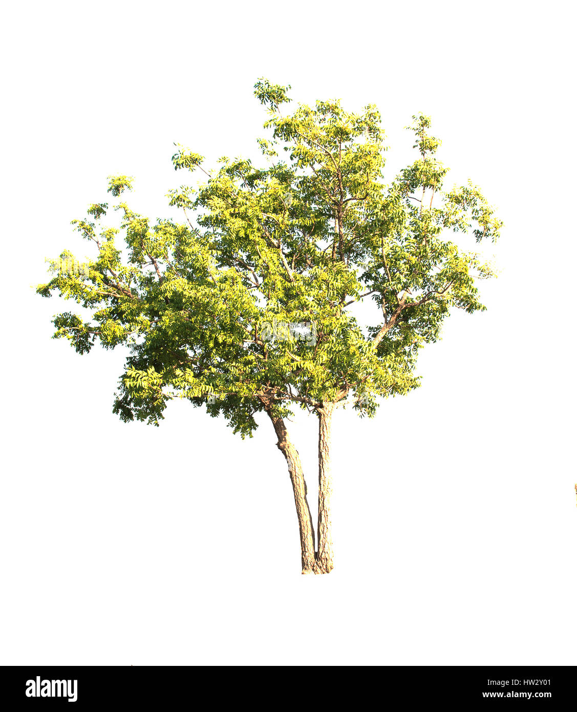Tree on white background Stock Photo - Alamy