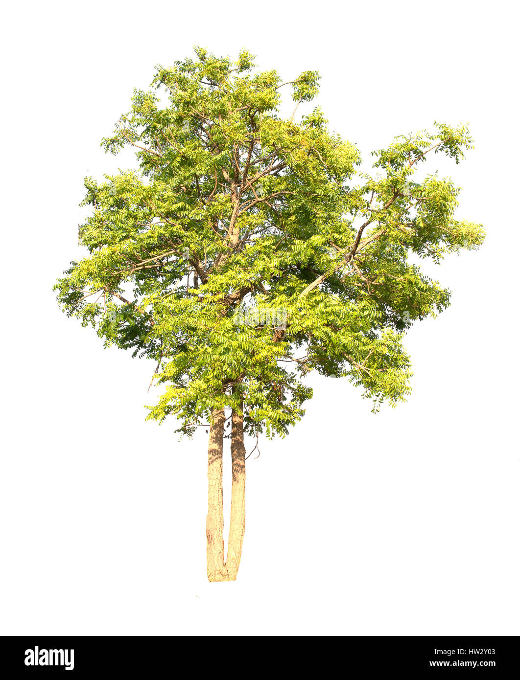 Tree on white background Stock Photo - Alamy