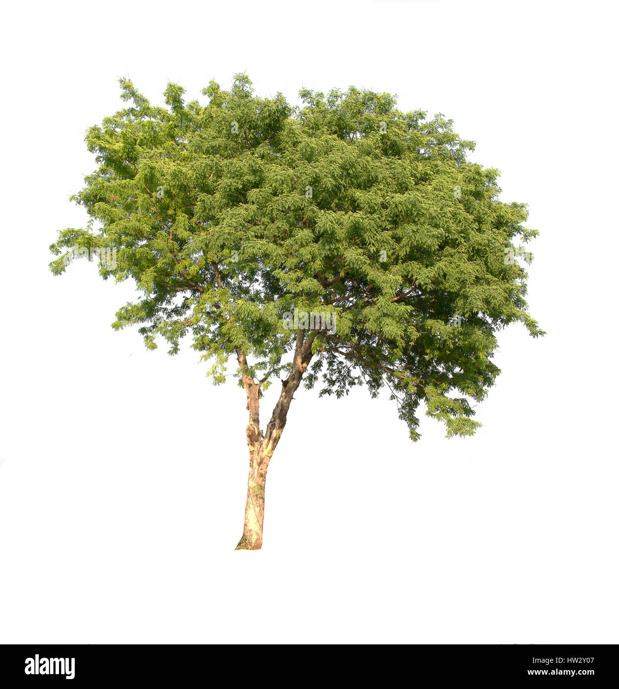 Tree on white background Stock Photo - Alamy