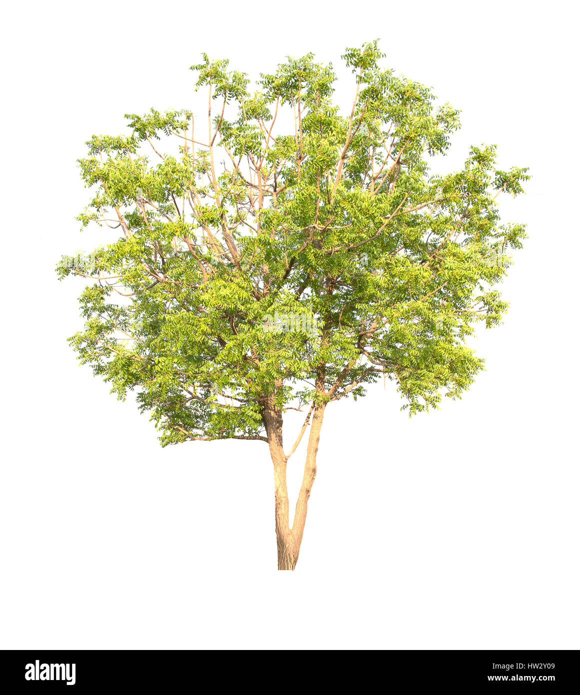 Tree on white background Stock Photo - Alamy