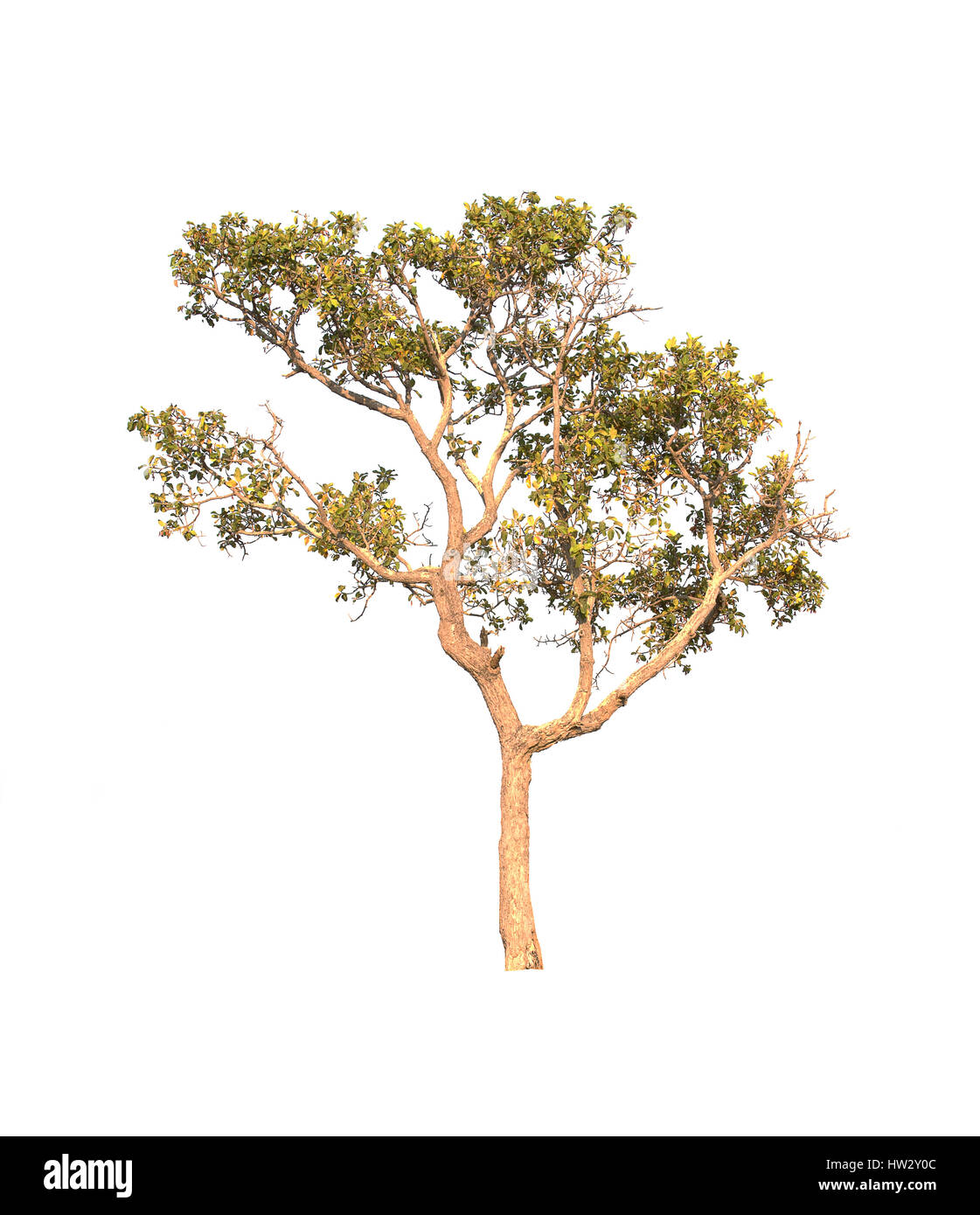 Tree on white background Stock Photo - Alamy