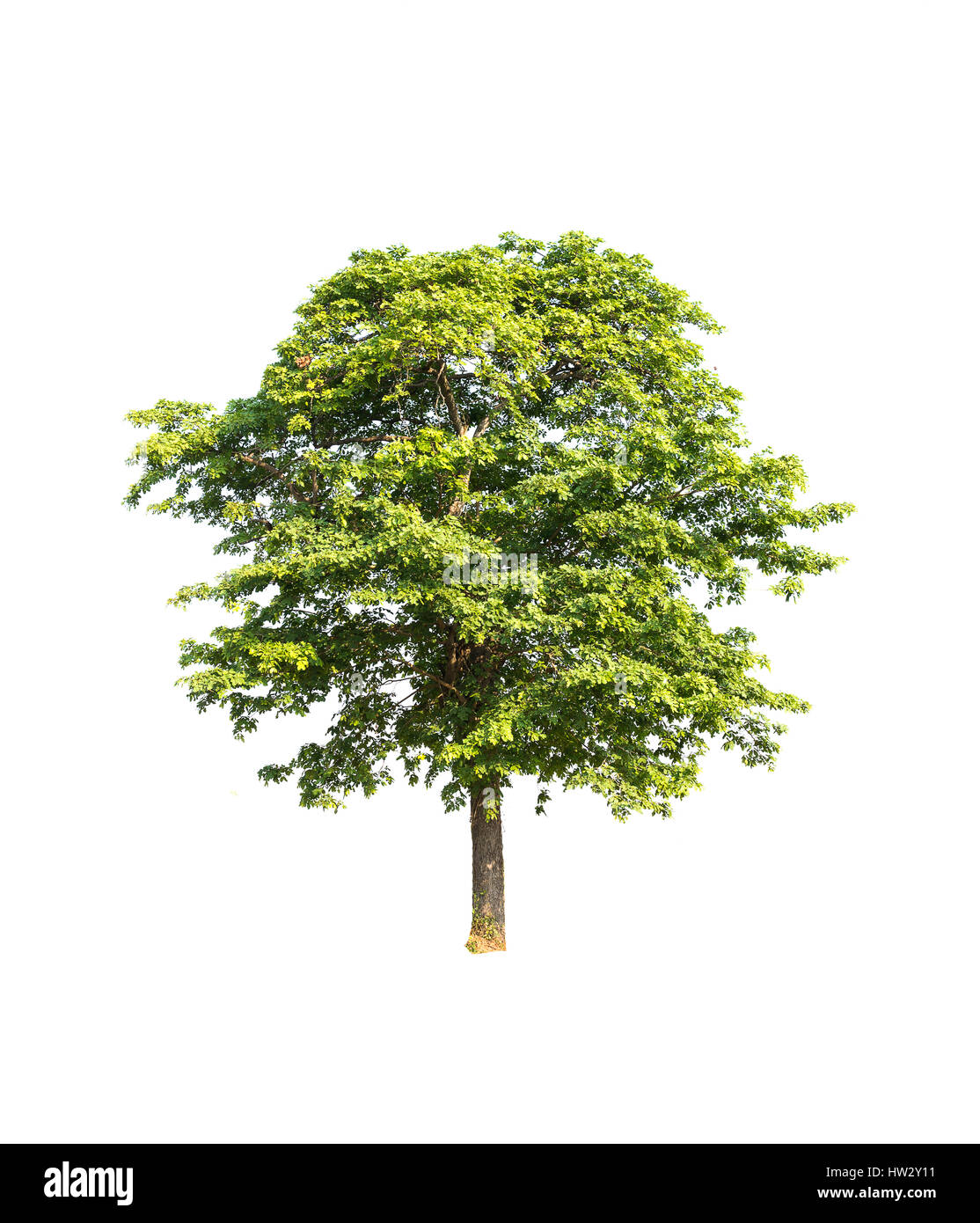Tree on white background Stock Photo - Alamy
