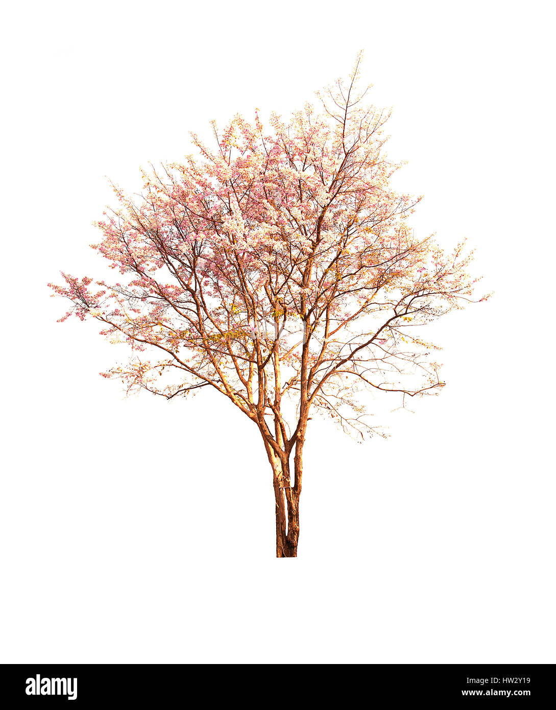 Tree on white background Stock Photo - Alamy