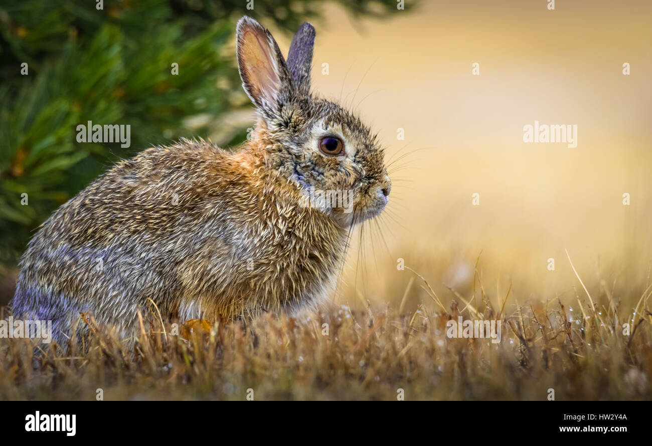 Wet rabbit hi-res stock photography and images - Alamy