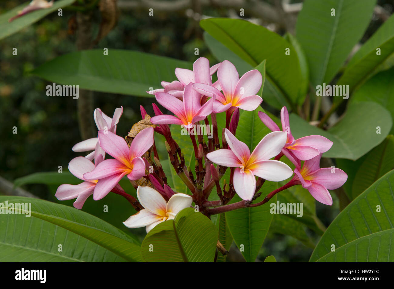 Red plumeria plumeria rubra hi-res stock photography and images - Alamy