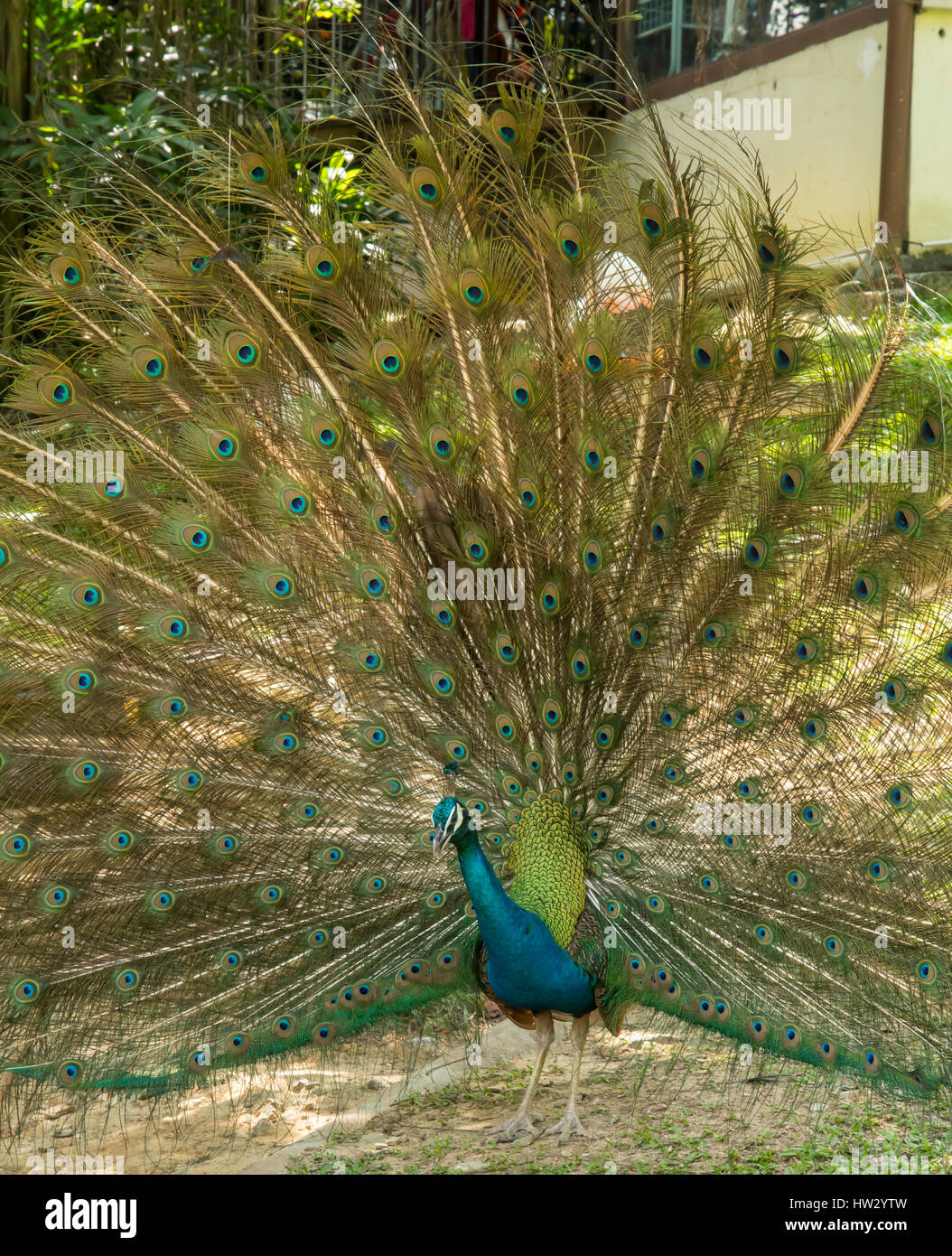 Indian Pea Fowl Displaying at Bird Garden, Kuala Lumpur, Malaysia Stock ...