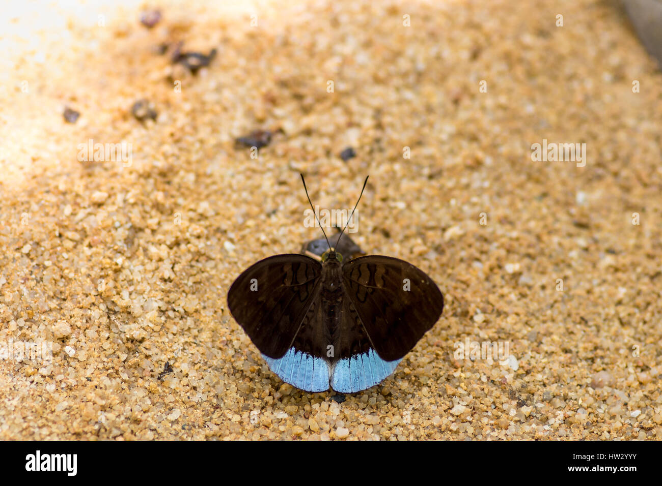 Close up of Beautiful Blue tip winged butterfly landed on a stone on a ...