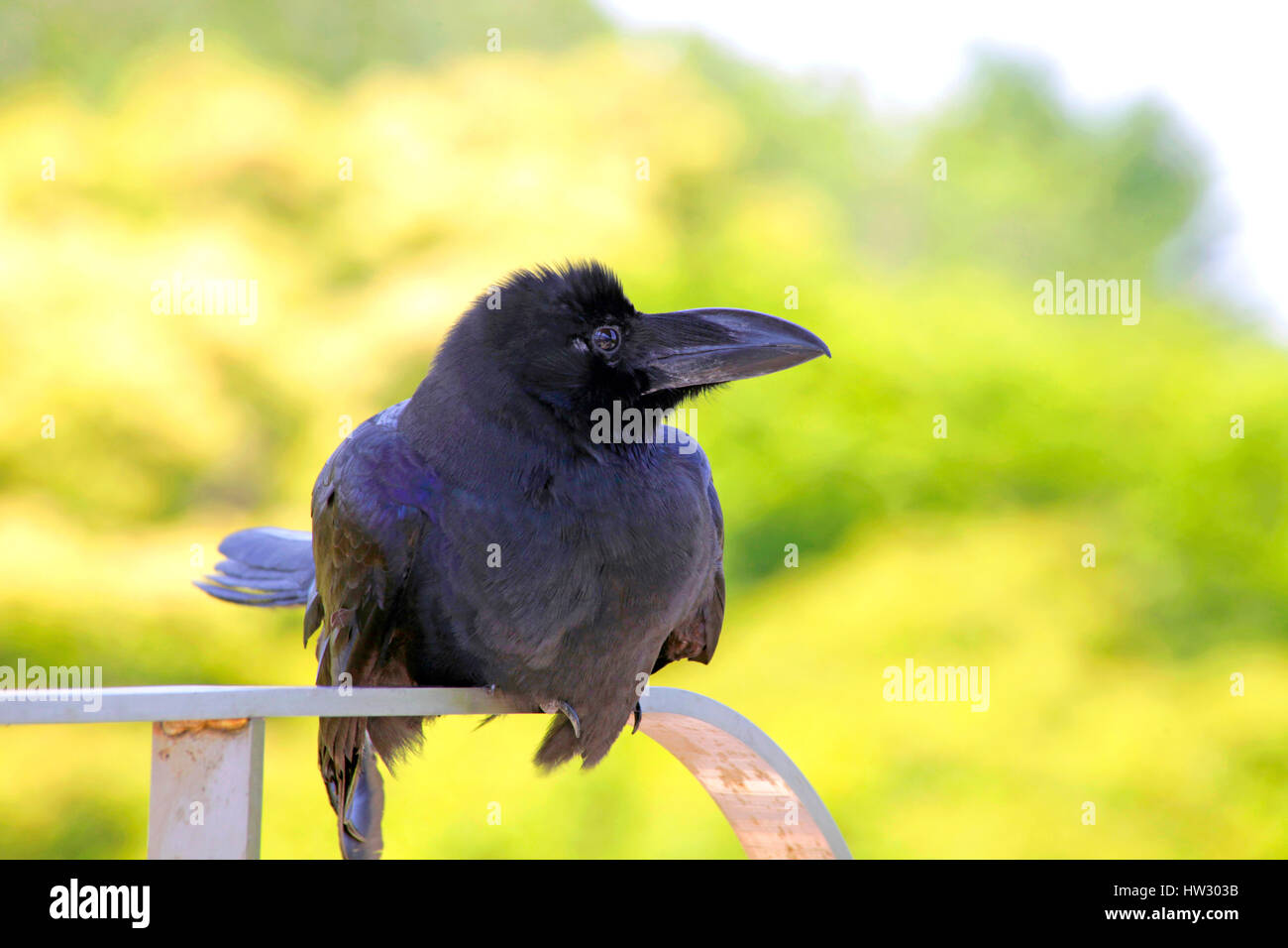 A Crow on Fence Tokyo Japan Stock Photo - Alamy
