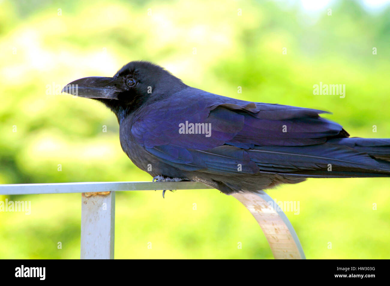 A Crow on Fence Tokyo Japan Stock Photo - Alamy
