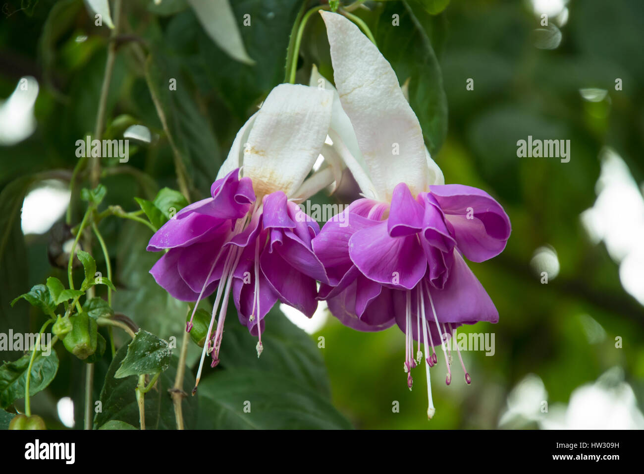 Fuchsia 'Star Wars' in the Flower Dome, Gardens by the Bay, Singapore ...