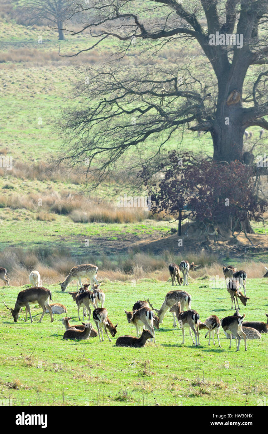 Boughton Monchelsea Village, Maidstone, Kent, England. Fallow Deer in ...