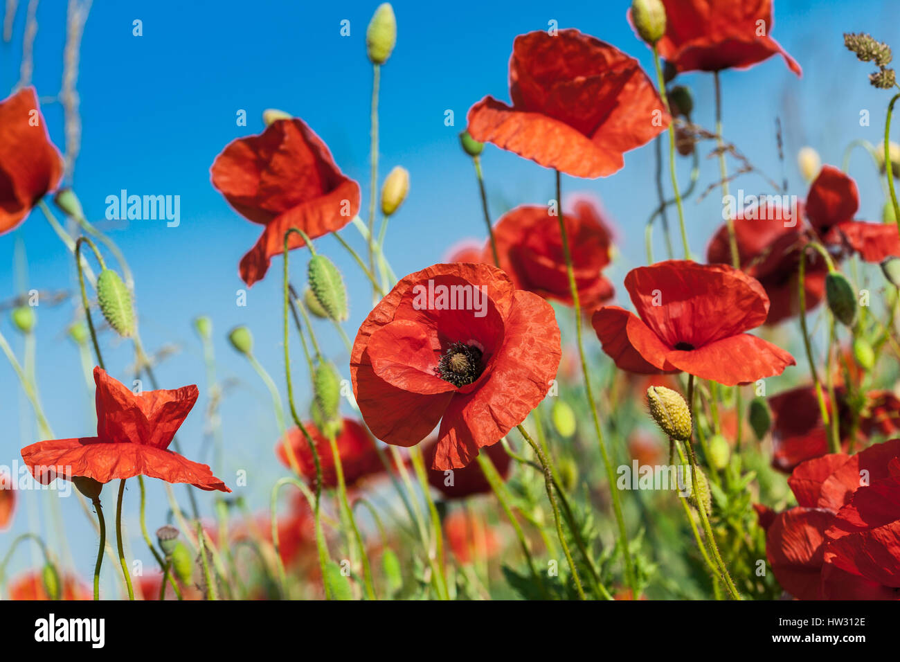 Flowers of red poppy growing in the meadow. Shallow depth of field ...