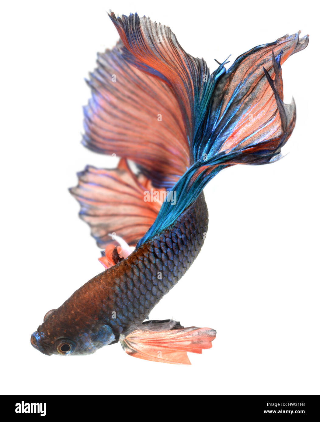 Action of Haft moon tail orange green Betta fish or Siamese fighting ...