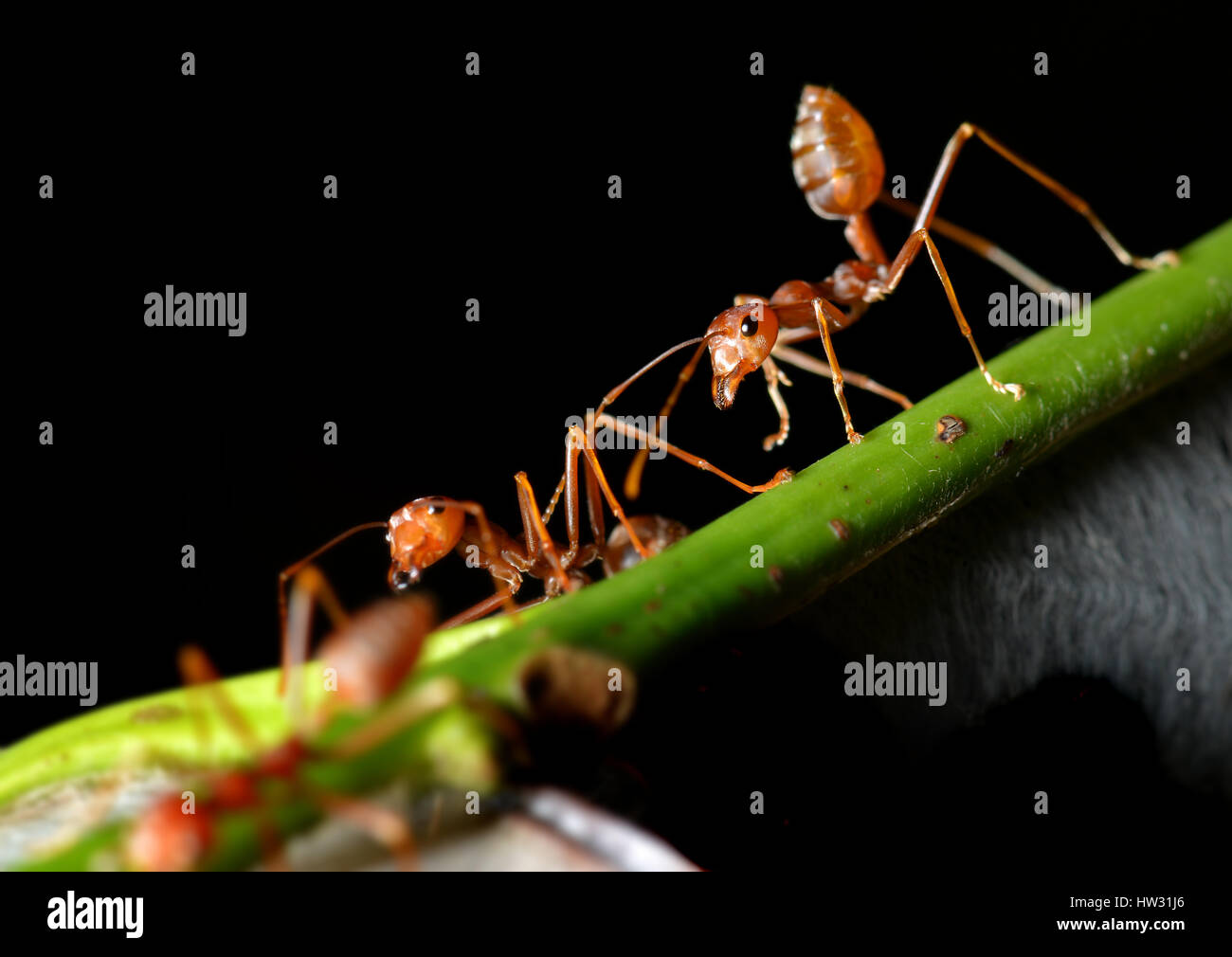 Hard working ants hi-res stock photography and images - Alamy