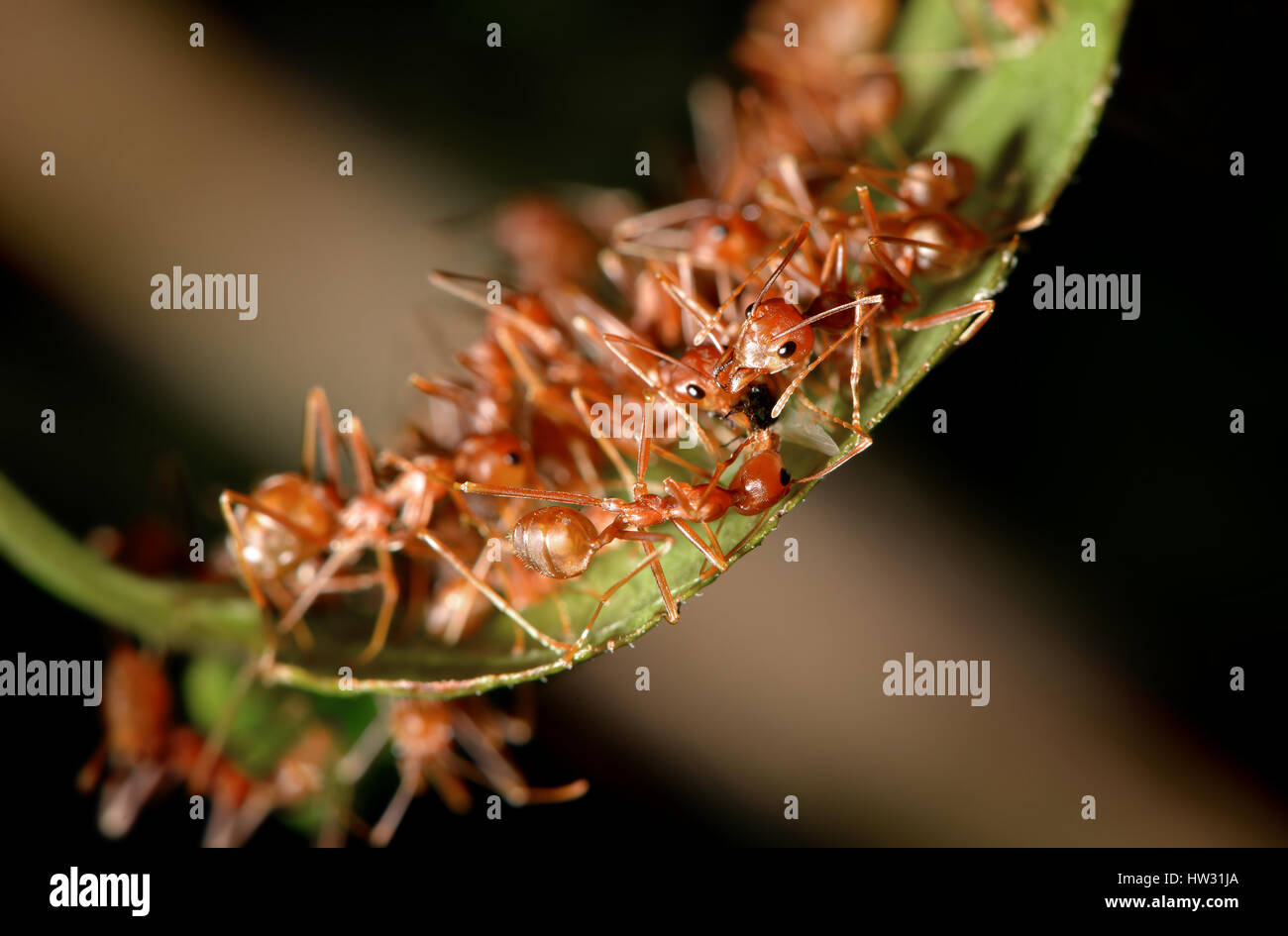 The ants in the nature photo in flash lighting hard light and dark ...