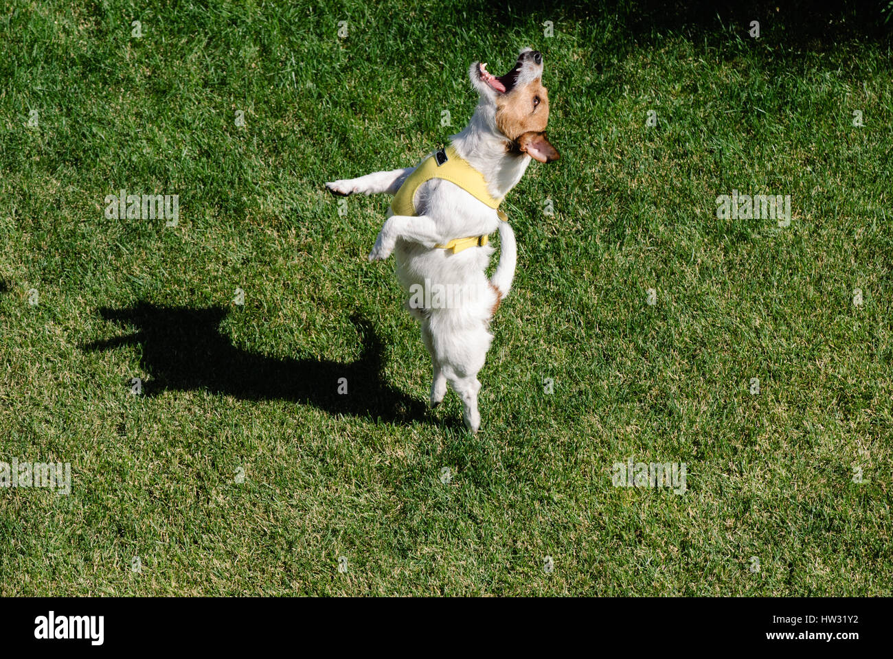 Dancing dog hi-res stock photography and images - Alamy