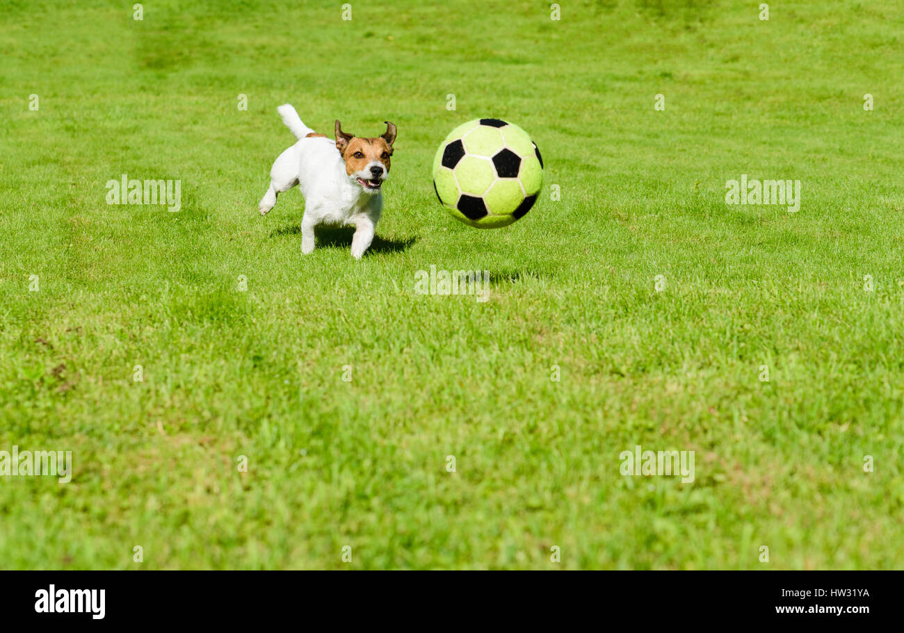 Dog chasing soccer ball playing football on green grass lawn Stock ...