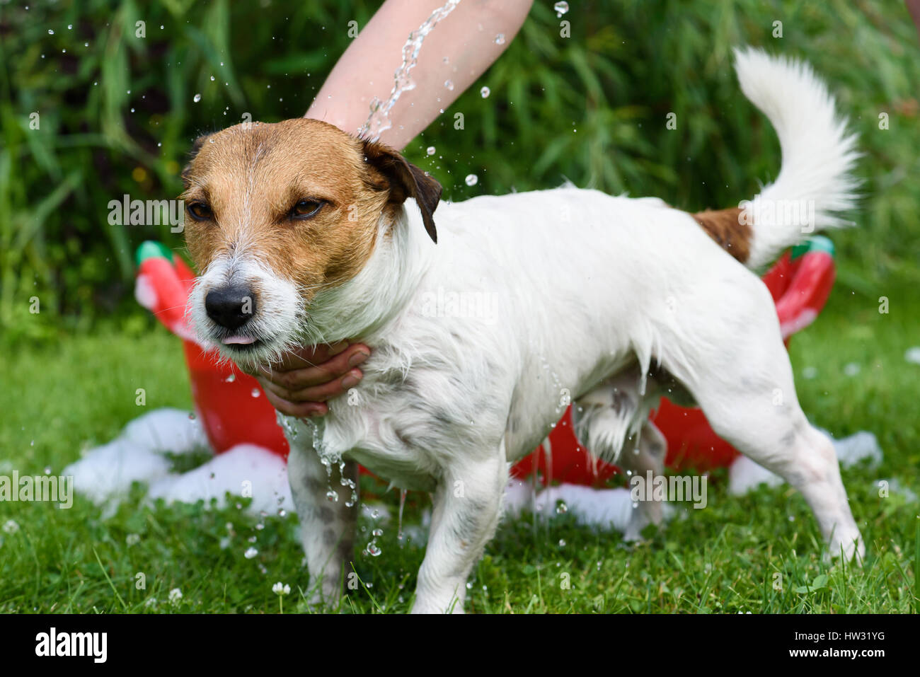 Taking shower hi-res stock photography and images - Alamy