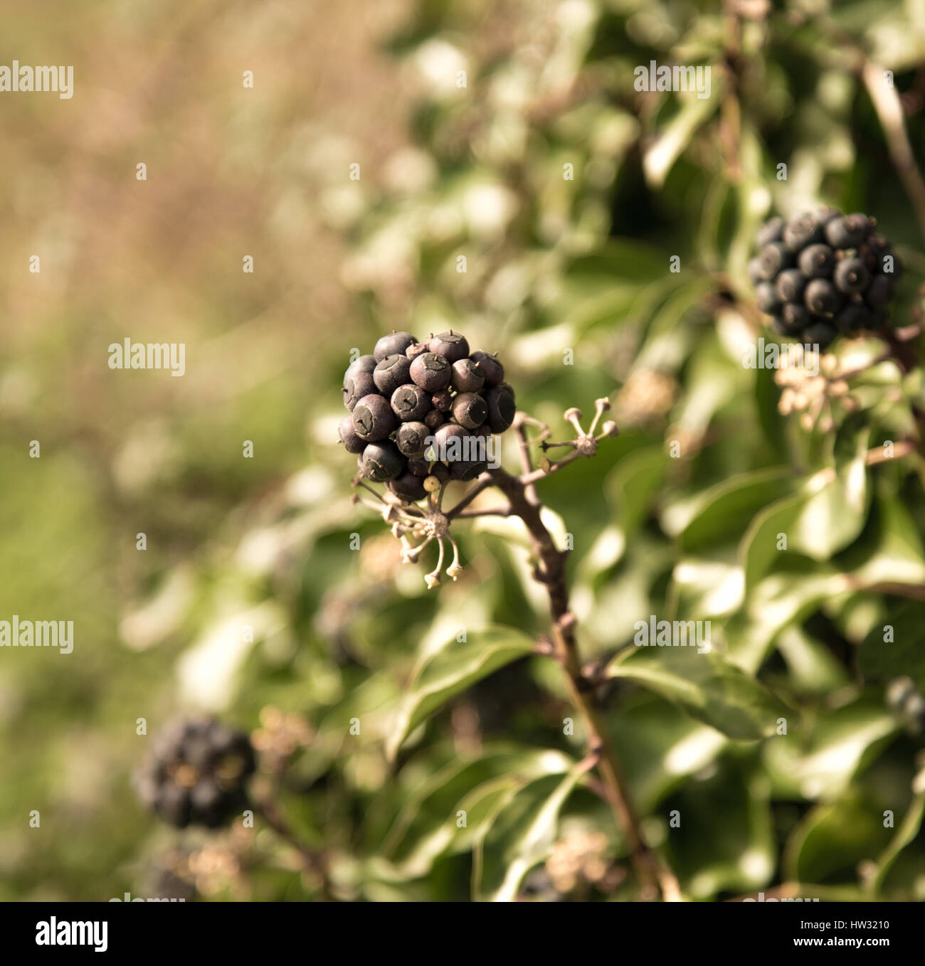 Cluster of purple berries hi-res stock photography and images - Alamy