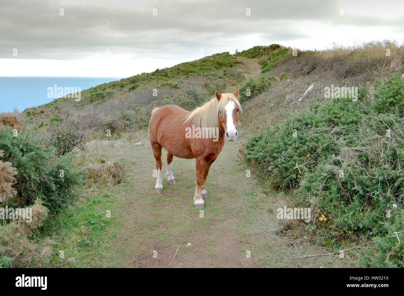 Wild Welsh Pony, Pembrokeshire Stock Photo - Alamy