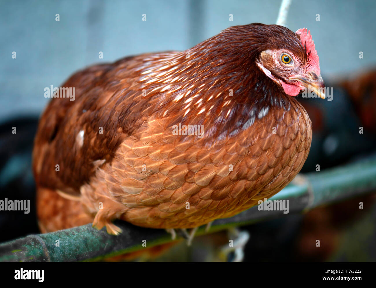 Hen young hybrid chicken in livestock farm photo in indoor low lighting ...