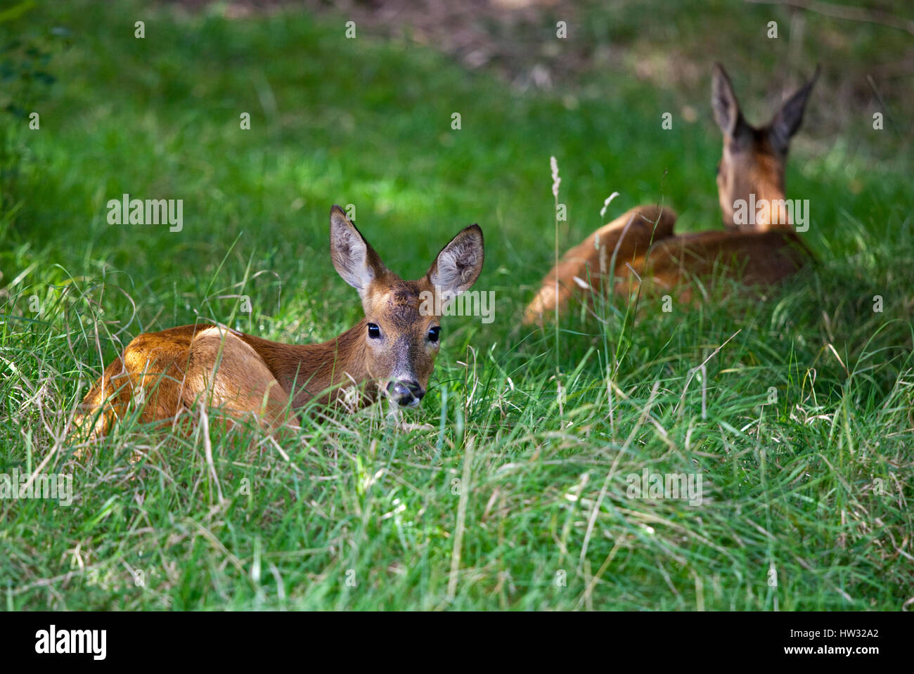 Roe Deer does (capreolus capreolus Stock Photo - Alamy