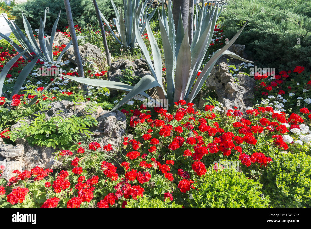 Flower bed with red geranium and an aloe, Turkey Stock Photo - Alamy