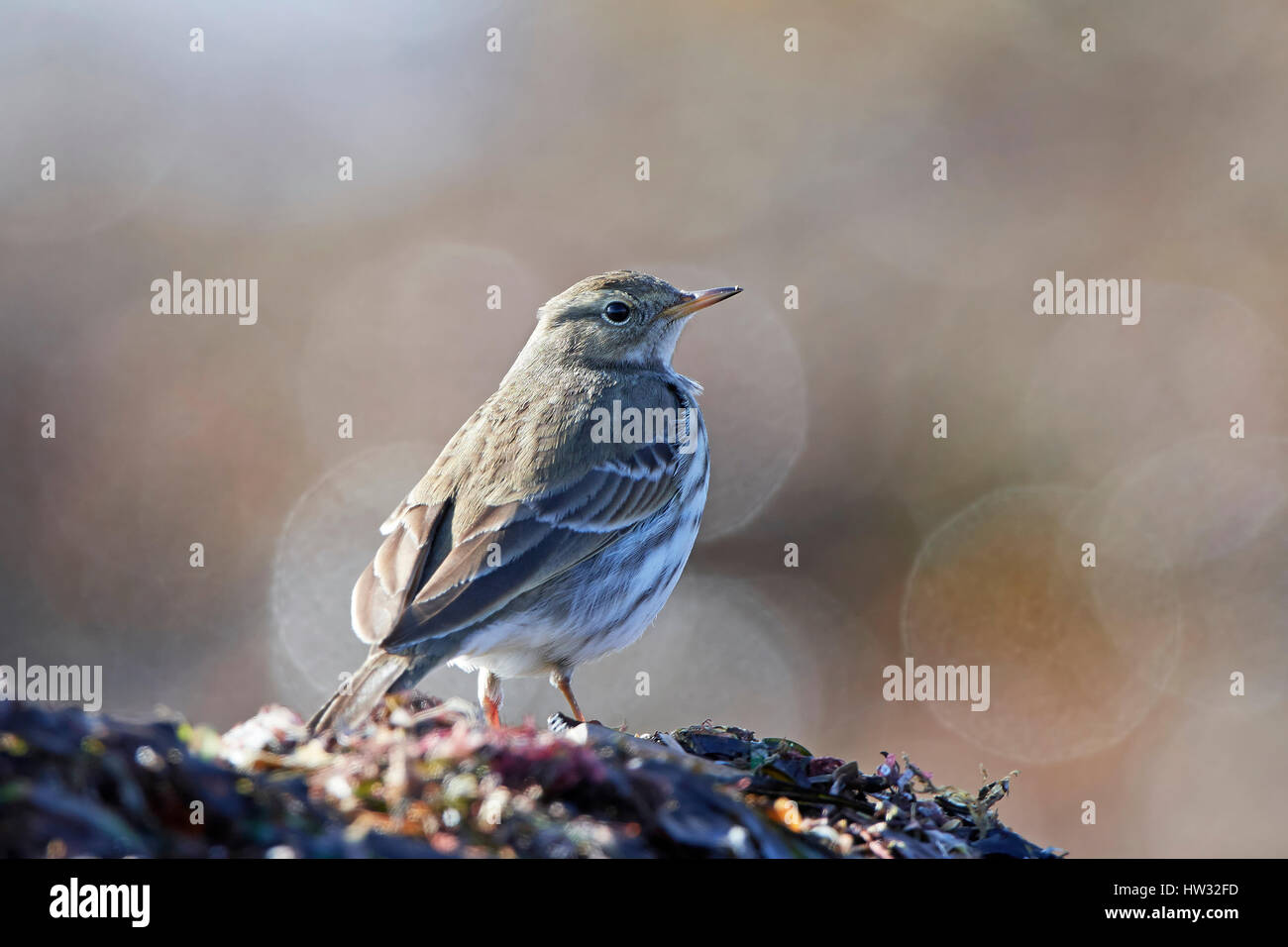 Water pipit standing on the ground in its natural habitat Stock Photo ...