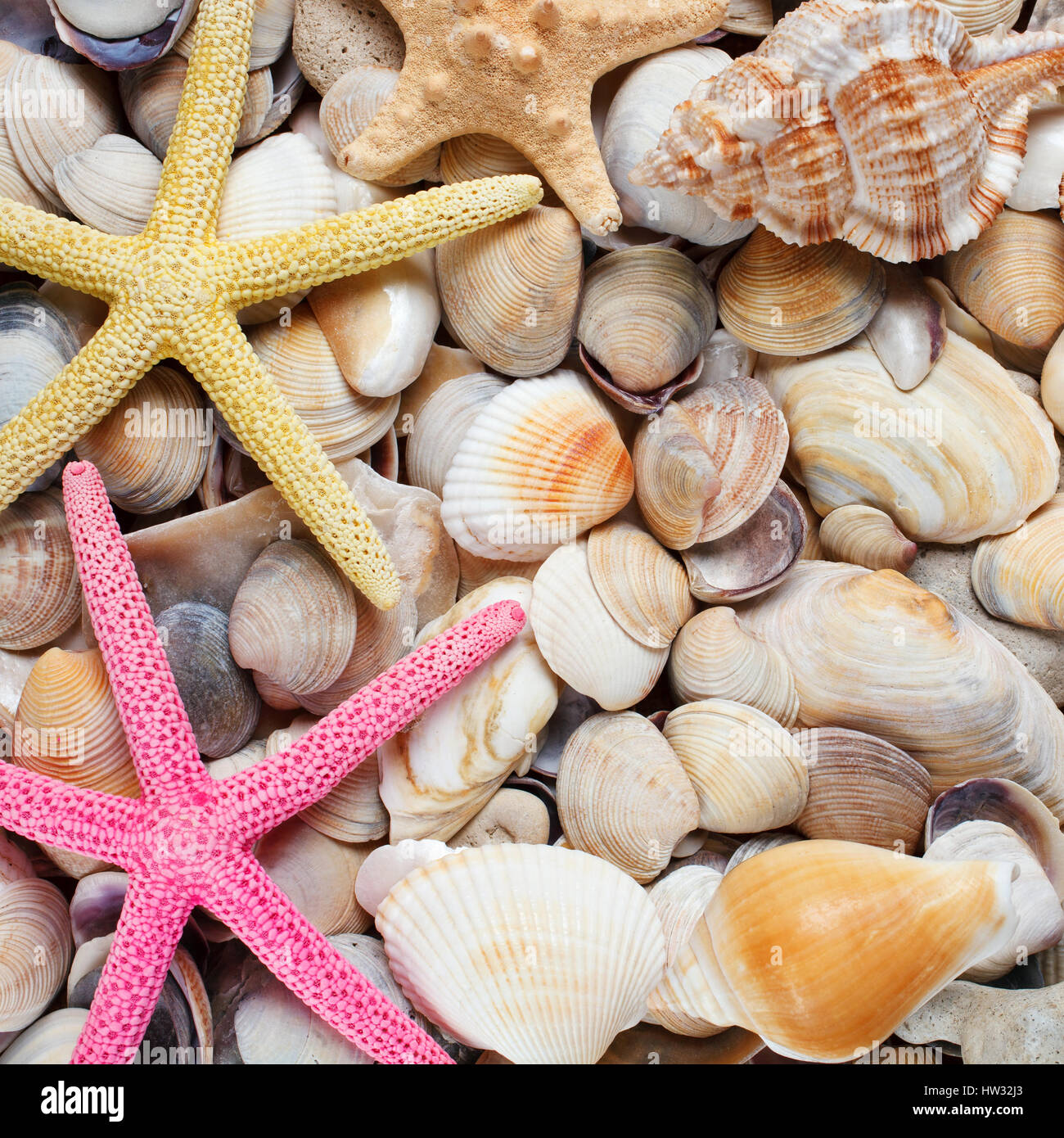 sea shells background with red and yellow sea star Stock Photo - Alamy
