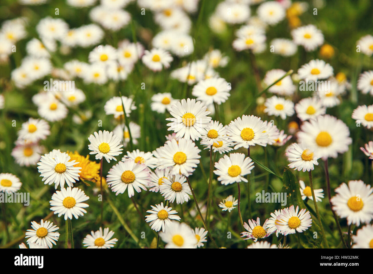 blooming beautiful Chamomile field Stock Photo - Alamy
