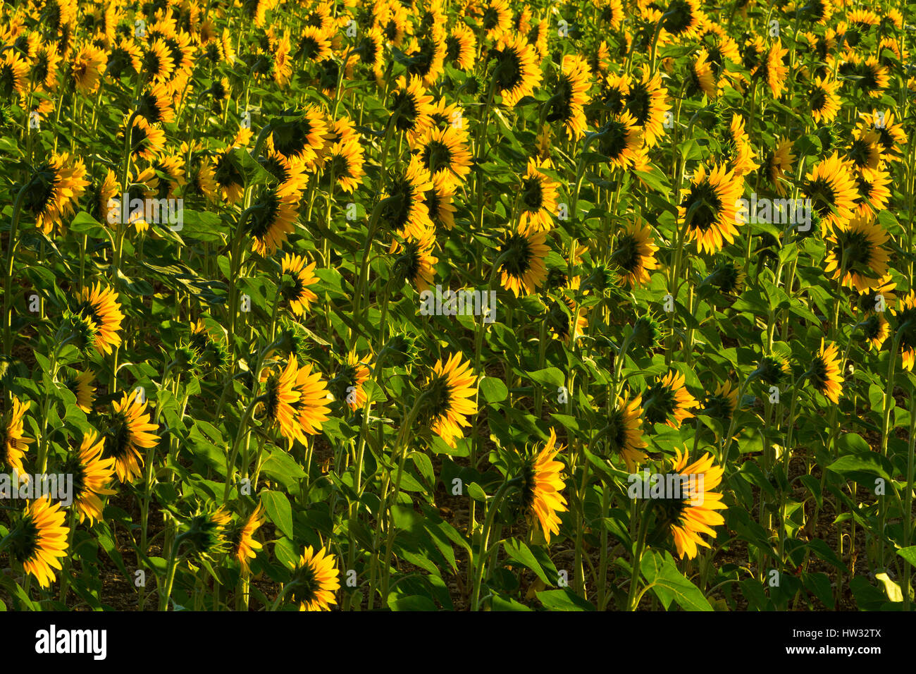 Back of sunflower hi-res stock photography and images - Alamy