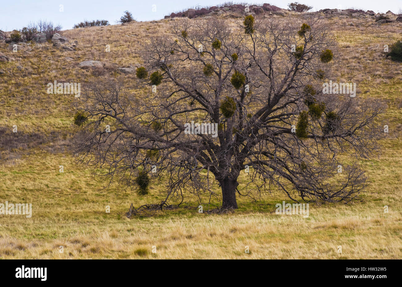 tree with Mistletoe in meadow Stock Photo - Alamy