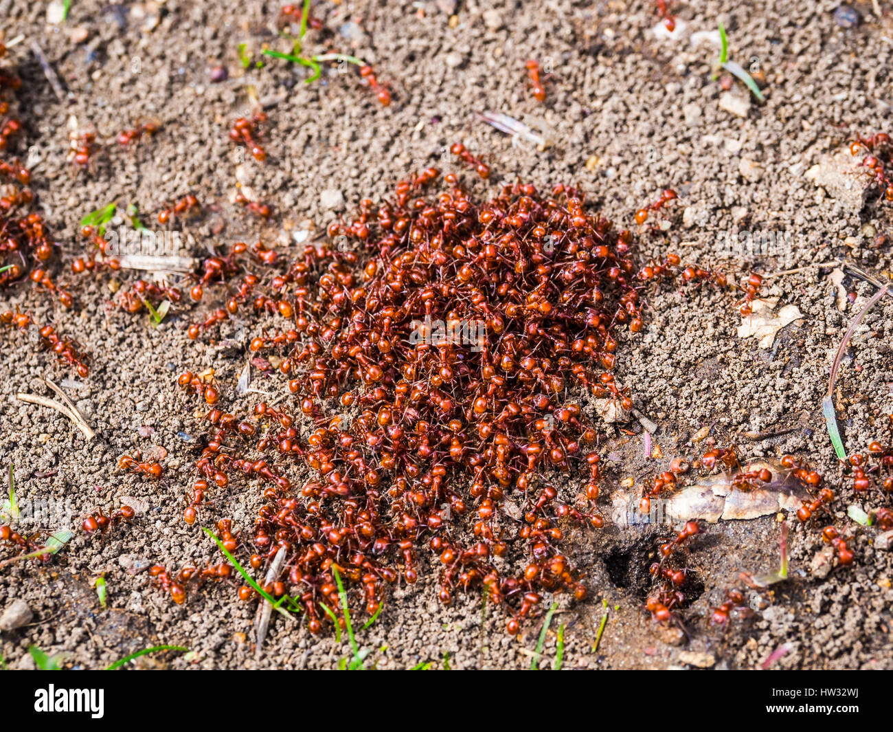 Red harvester ants Stock Photo - Alamy