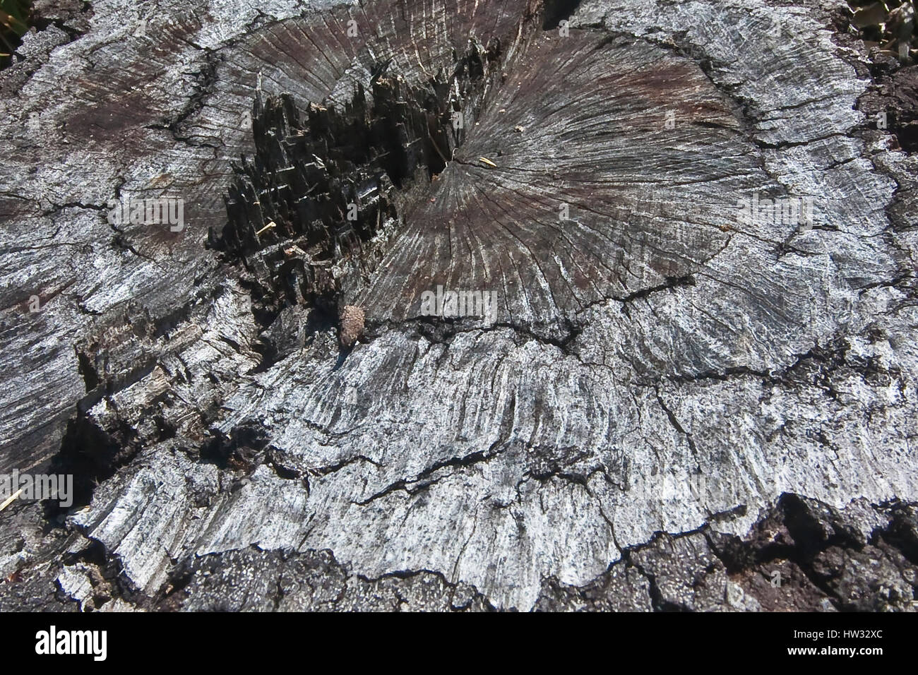 dead tree stump in lawn Stock Photo - Alamy
